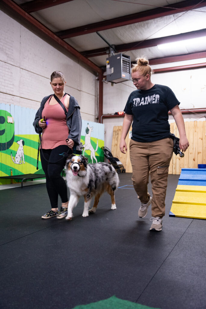 Programs | Dog Training Programs - Obedient K9 Academy